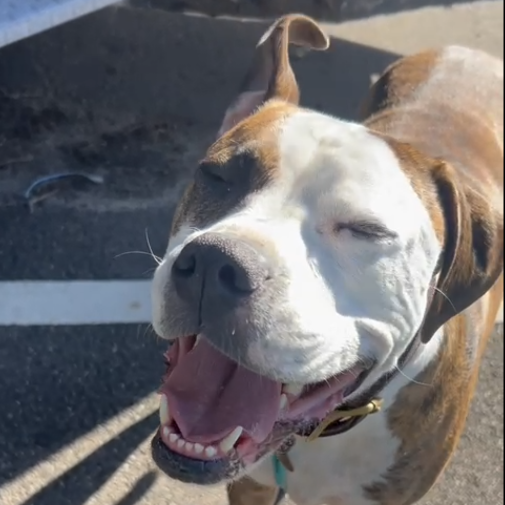 Howling Success Dog Training and Behaviour – Northern Beaches Rescue ...